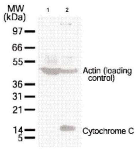 Novus Biologicals Mitochondria Isolation Kit 1 Kitprotein Analysis