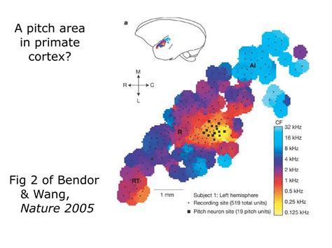 Ppt Auditory Neuroscience Lecture 3 Periodicity And Pitch Janschnuppdpagoxacuk