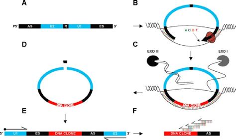 Schematic Overview Of Connector Inversion Probe Ciper Technology A Download Scientific
