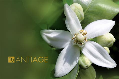 Soin Du Visage Anti Âge Chrysalide
