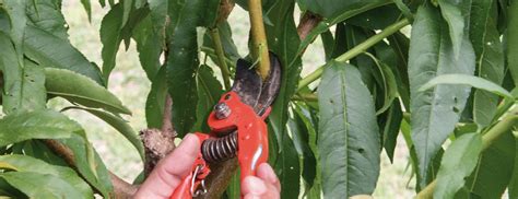 Árboles frutales todo lo que necesitás saber sobre cómo y cuándo