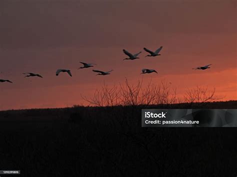 화이트 이비스 일몰에 닭에 날아 새의 무리 0명에 대한 스톡 사진 및 기타 이미지 0명 경관 나무 Istock
