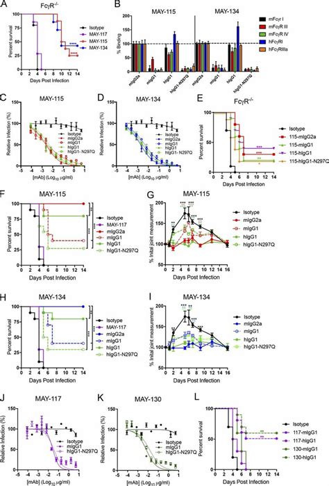 Antibody Protection Against Mayv Depends On The Igg Subclass And Fc Download Scientific Diagram