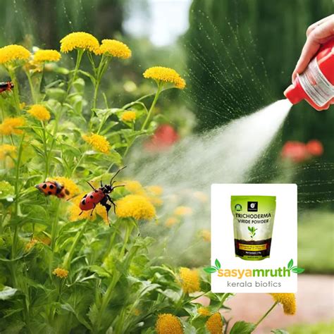 Buy Trichoderma Bio Fungicide For Plants Kerala Biotics