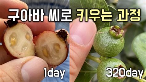 빨간 구아바 씨를 심어 발아하는 과정guava옥상정원 Youtube