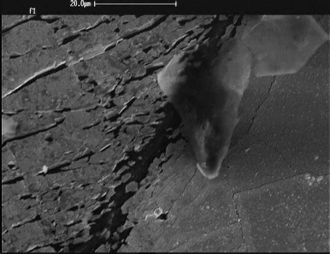 Sem Micrograph Showing The Interior Of The Reference Compound Uncured Download Scientific
