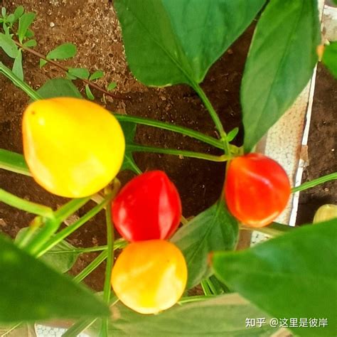 高颜值｜美味的多彩朝天椒 知乎