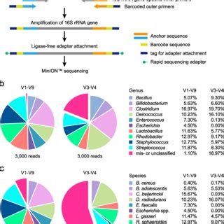 PDF Full Length S RRNA Gene Amplicon Analysis Of Human Gut Microbiota Using MinION Nanopore