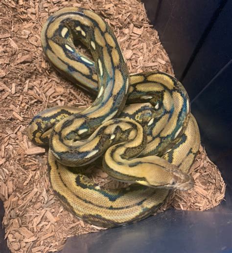 Super Dwarf Tiger Het Lavender Albino Het Anery Kalatoa Reticulated