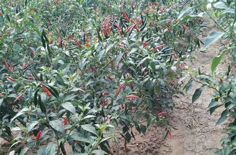 မြို့သစ်မြို့နယ်မှ ငရုတ်စိုက်တောင်သူများ စျေးကောင်းရ၍ စိုက်ပျိုးသူများပ