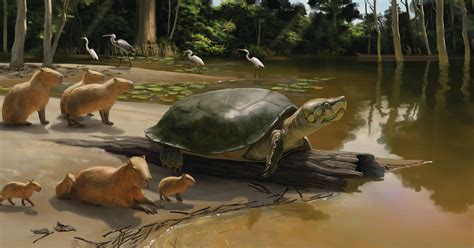 Newly Discovered Giant Turtle Fossil Named After Stephen King Character