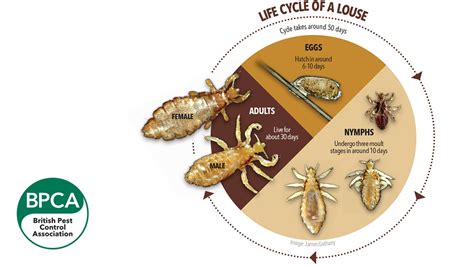 Louse Life Cycle