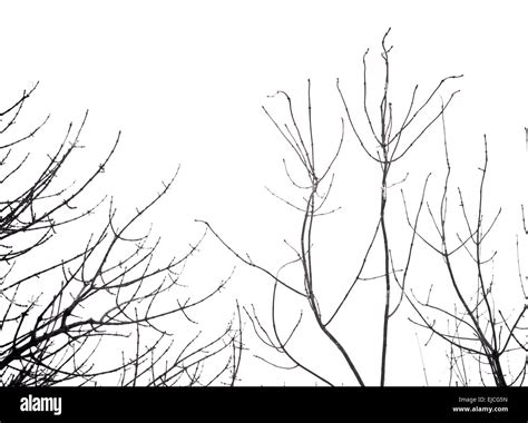 Leafless Tree Hi Res Stock Photography And Images Alamy
