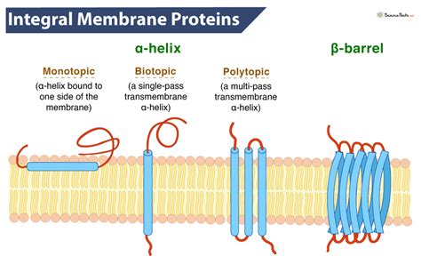 Lipid Anchored Proteins