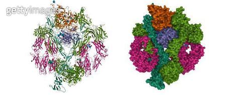 Structure Of The Complement Complex 이미지 1308963802 게티이미지뱅크