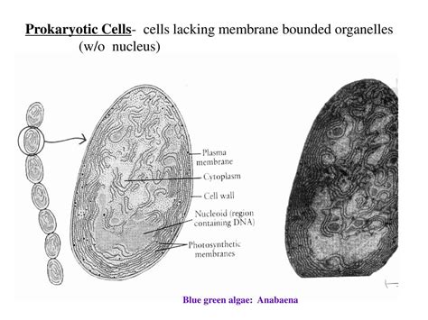 Plant Cell Structure Unit Ppt Download
