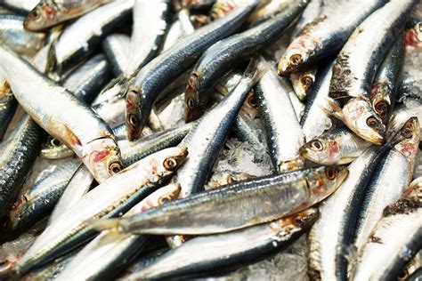 Sardines Whole Fish Delivery Sydney Manettas Seafood Market