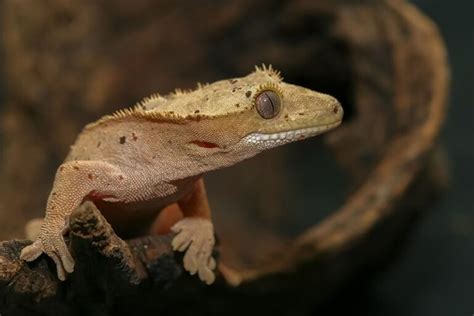 Guide De Lexcrétion Du Gecko à Crête Fréquence Faits Et Soins Du