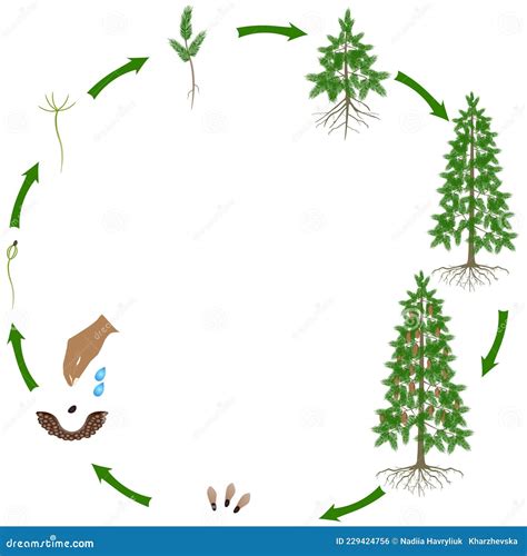 A Growth Cycle Of A Spruce Tree On A White Background Stock Vector Illustration Of Medicine
