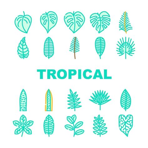 Premium Vector Leaf Tropical Plant Palm Jungle Icons Set Vector