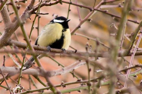 Vampire Birds Tough Little Birds