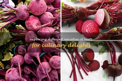 Exploring Different Varieties Of Beets For Culinary Delights Shuncy