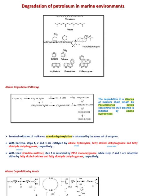 Class 2 Pdf Adenosine Triphosphate Fatty Acid