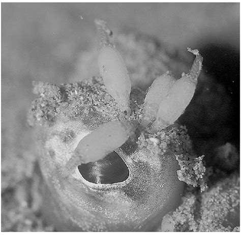 Larvae Of Elaphognathia Discolor Attaching On The Eye Of A Flatfish