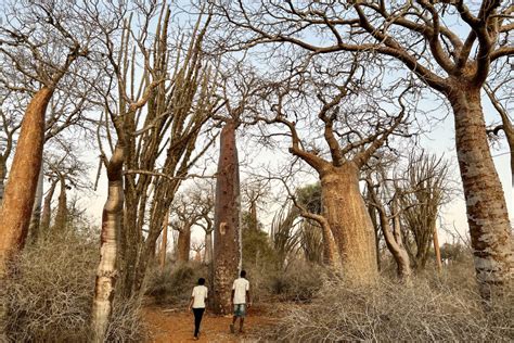 Fonyala Wald Madagaskar Reisen Informationsportal
