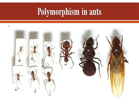 The Hymenoptera And Sociality Ppt Download