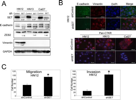 Emt Markers Cell Migration And Invasion Analyses Of The Hnscc Shset