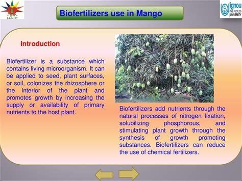 Biofertilizers Use In Mango Ppt Download