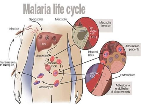 Photo Of Malaria Life Cycle Of Malarial Plasmodium Parasite Mosquito Diagram Malarial Parasite