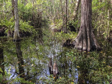 Florida Swamp Wallpapers 4k Hd Backgrounds On Wallpaperbat