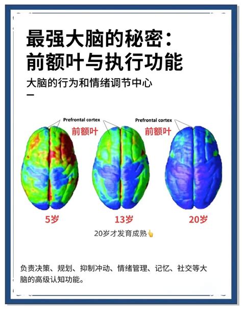 🧠前额叶：大脑的“执行官”