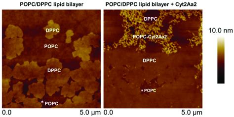 Protein Lipid Binding Of Cyt2aa2 Wildtype Onto Popcdppc Lipid