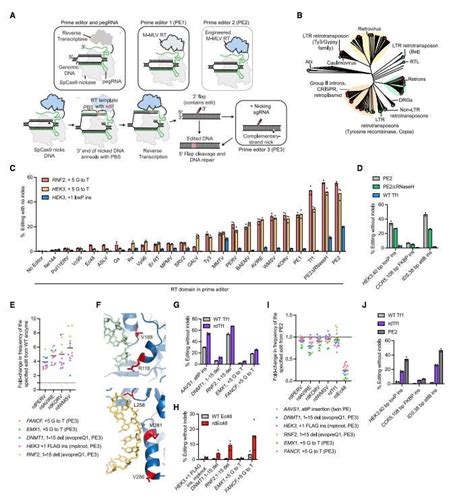 Phage Assisted Evolution And Protein Engineering Yield Compact Efficient Prime Editors By