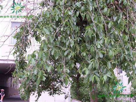 榆树 植物图谱 中华药典国医小镇