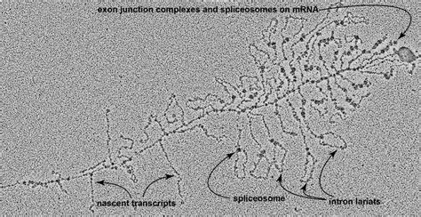 Nascent Transcripts Undergo Splicing During Transcription A Four