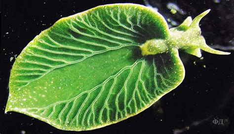 Слимак Elysia Chlorotica Морской слизняк Фотосинтез Животные