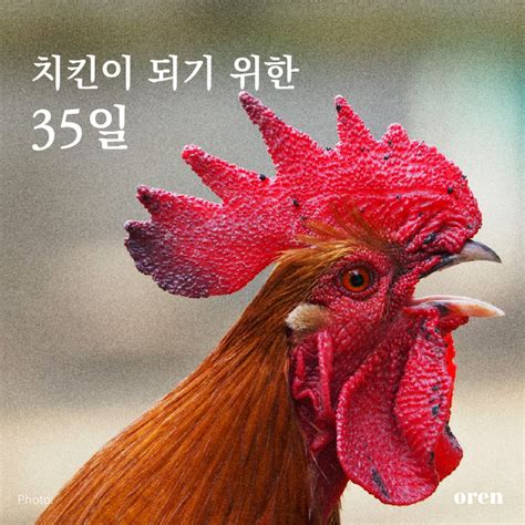 치킨이 되기 위한 35일 Earth 오랜 매일 매일 건강해지는 생활
