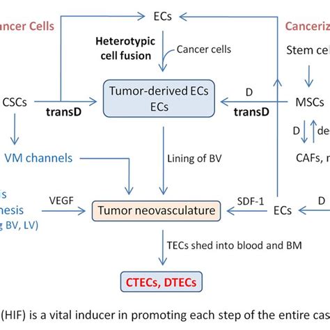 Schematic Diagram Of Transdifferentiation And Heterotypic Cell Fusion
