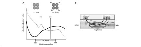 A Absorbance Spectra For Oxygenated Hemoglobin O2hb And