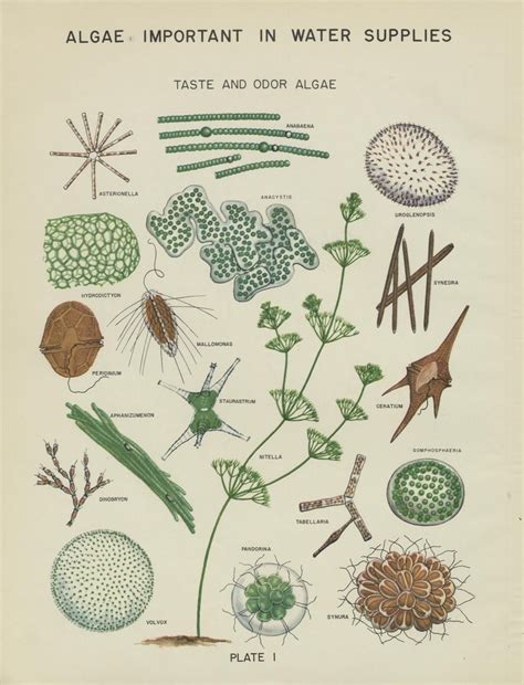 Algae In Water Supplies An Illustrated Manual On The Identification Significance And Control Of