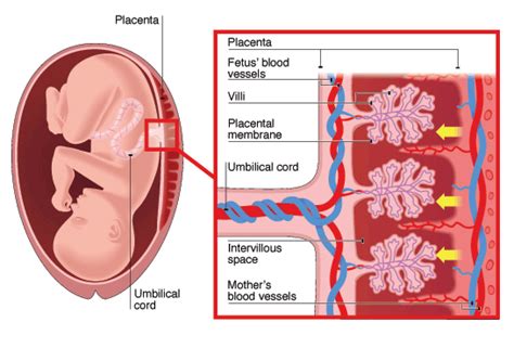Embryonic Development Jonathans Classroom