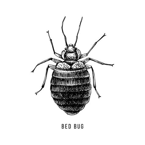 Bed Bug Anatomy Royalty Free Vector Image Vectorstock