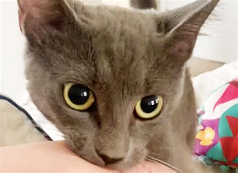 Une Chatte Sort Sa Propriétaire Du Lit Pour Lui Faire La Plus Belle Des