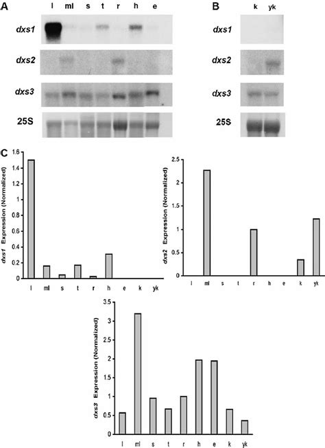 transcript accumulation of the three dxs genes in maize tissues a
