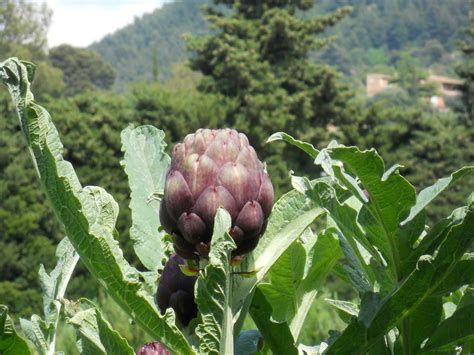 Our House In Provence The Most Beautiful Region Of France Clos Sainte