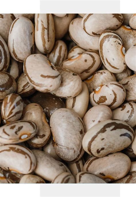 Pbis Novas Fontes De Proteínas Vegetais